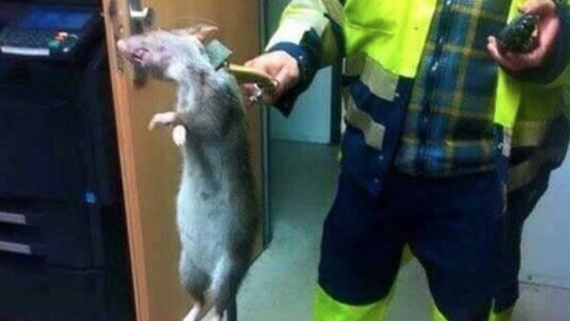 La rata más grande del mundo - El Paraná Diario La rata más grande del mundo - El Paraná Diario