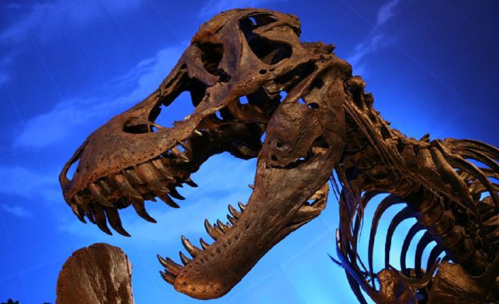 Encuentran el mayor fósil de Tiranosaurio rex - El Paraná Diario Encuentran el mayor fósil de Tiranosaurio rex - El Paraná Diario