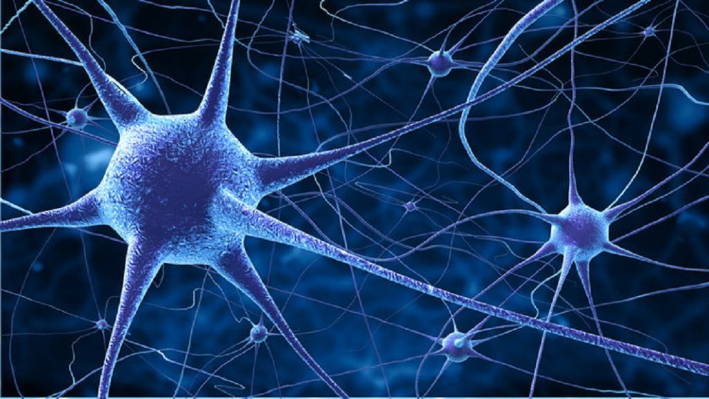 Cómo se comunican las neuronas - El Paraná Diario Cómo se comunican las neuronas - El Paraná Diario